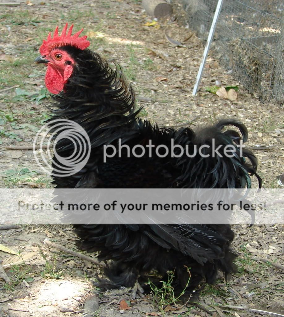 Black Frizzle Cochin Bantam-Indiana | BackYard Chickens - Learn How to Raise Chickens