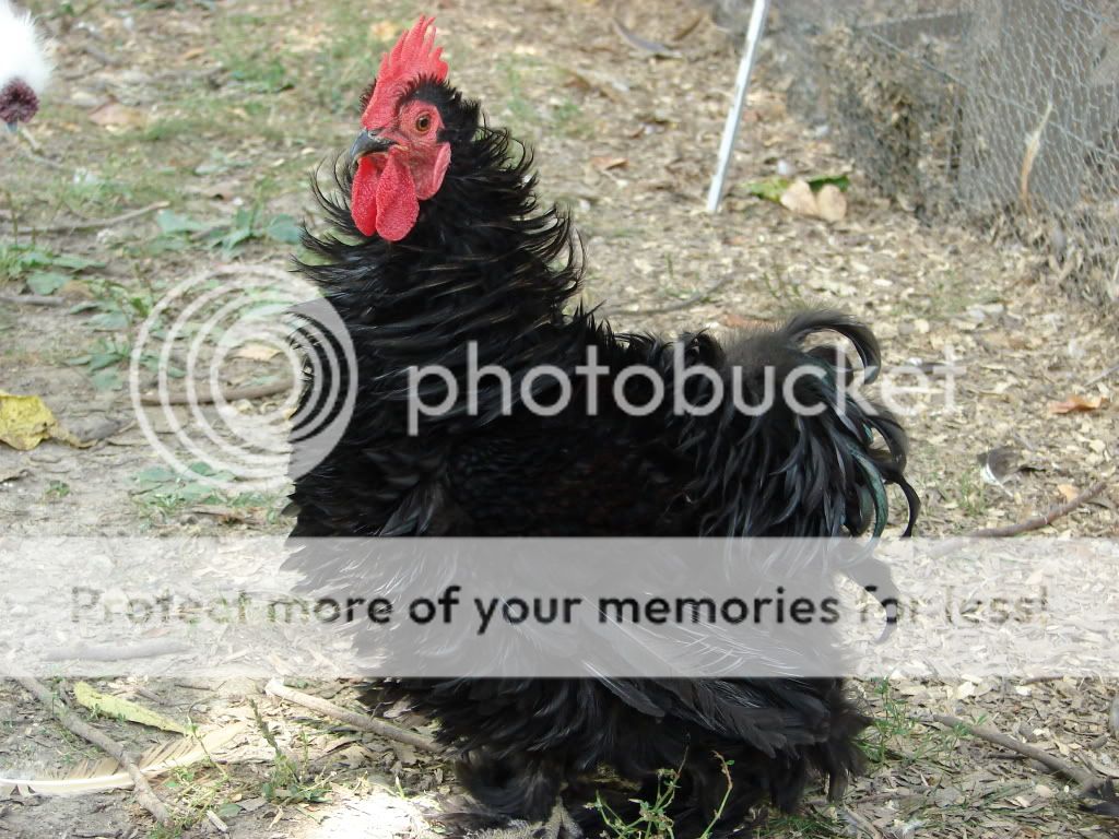 Black Frizzle Cochin Bantam-Indiana | BackYard Chickens - Learn How to Raise Chickens