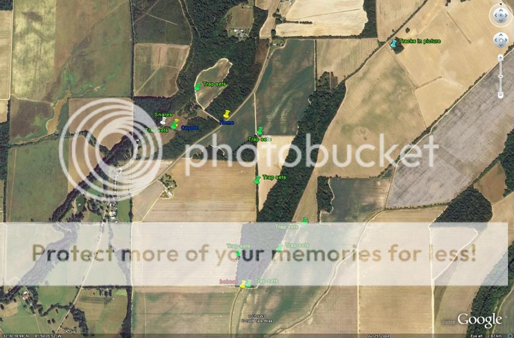 Hinge cutting trees Help | Arborist, Chainsaw & Tree Work Forum