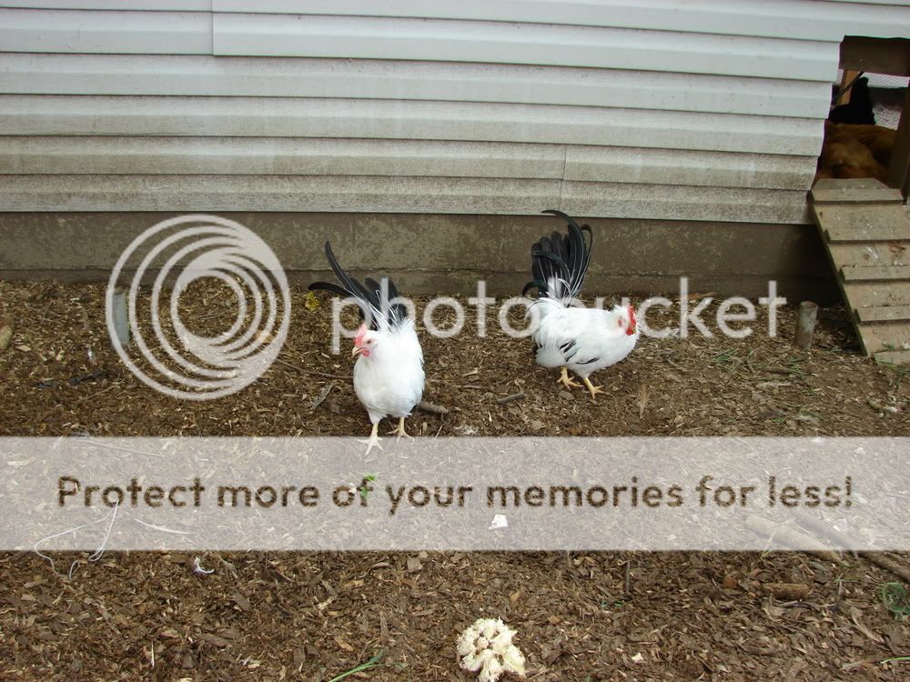 Cheap Bantam Roosters-Indianapolis, IN | BackYard Chickens - Learn How ...