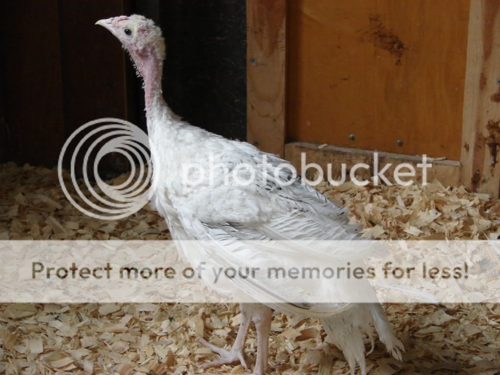 Strutting 7 week old Royal Palm turkey...(9 weeks and updated photos ...