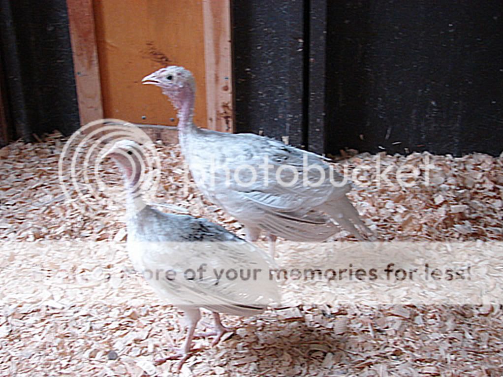 Strutting 7 week old Royal Palm turkey...(9 weeks and updated photos ...