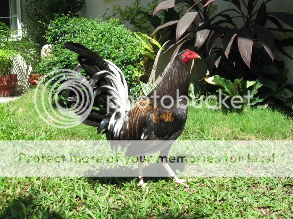 Brassback Butcher Pictures, Images & Photos | Photobucket