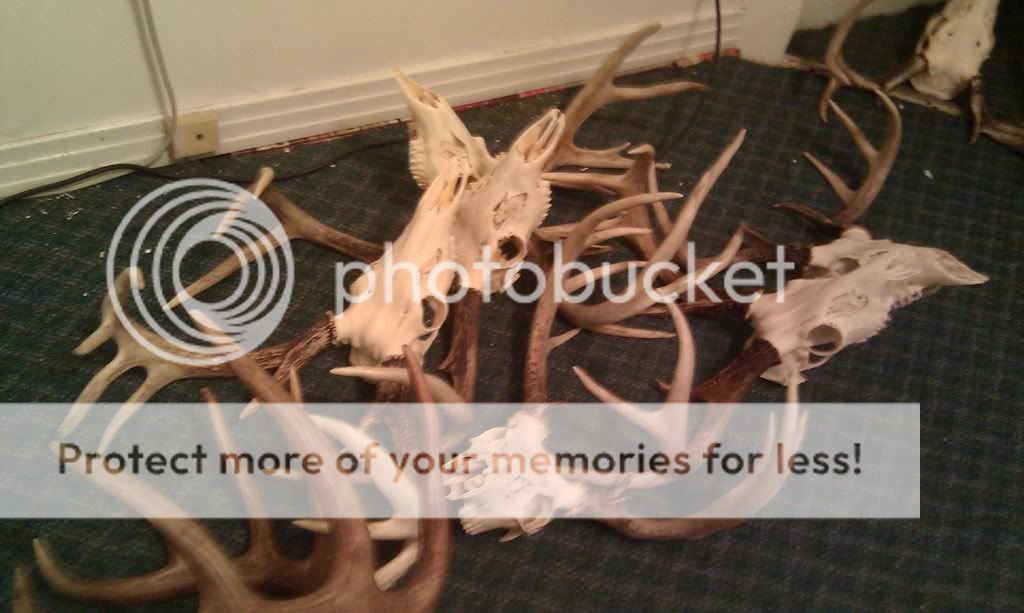 Painting european mounts? | Mississippi Hunting and Fishing Forums